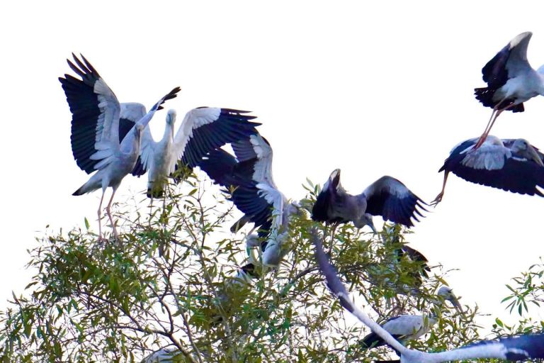 Discover the Untamed Beauty of Sundarbans: A Photo Journey Through the ...