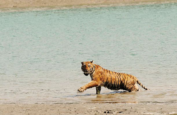 Chasing Tigers: A Spontaneous Adventure into the Heart of the Sundarbans – Samiran Mandal